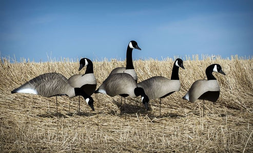 Alpha Wobbler, Magnum Canada Full Form Shell Variety Pack (6pk) – Hunter NZ